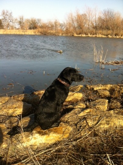 Lab puppies for sale in Texas| Lab Breeder in Texas|