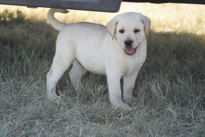 Lab puppies for sale in Texas| AKC Lab puppies for sale