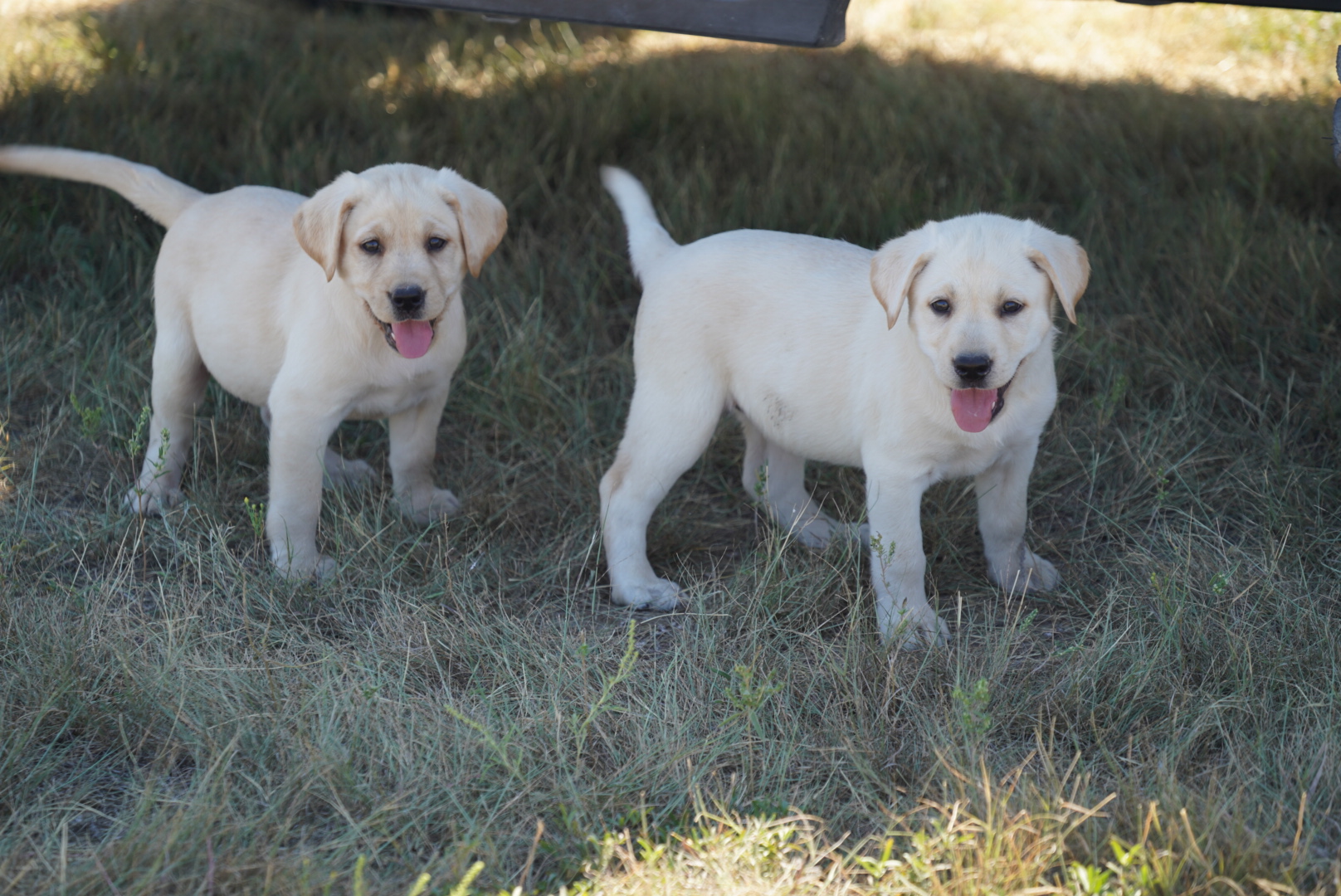 Lab puppies for sale in Texas| AKC Lab puppies for sale