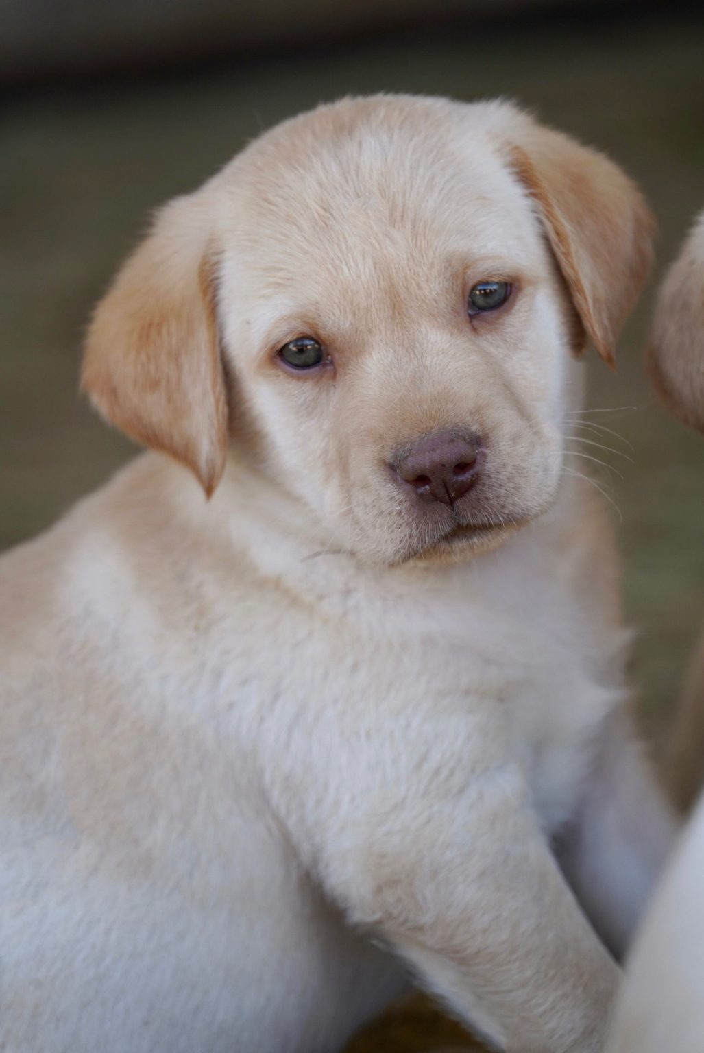 Lab puppies for sale in Texas| AKC Lab puppies for sale