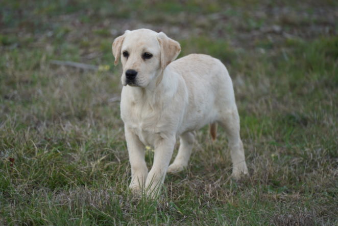 Lab puppies for sale in Texas| AKC Lab puppies for sale